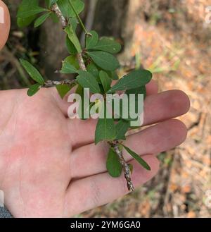 bully trees (Sideroxylon Stock Photo - Alamy