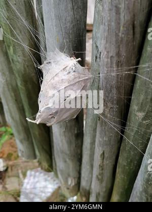 Common Rain Spider (Palystes superciliosus Stock Photo - Alamy
