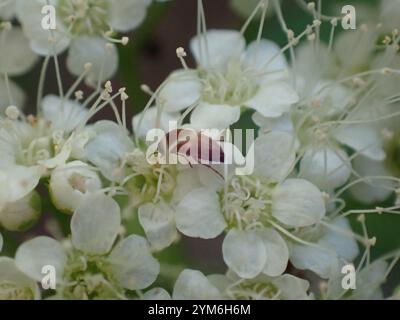 False Flower Beetles (Scraptiidae Stock Photo - Alamy