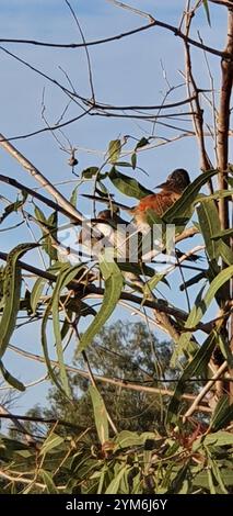 The red-backed fairywren (Malurus melanocephalus) is the smallest of ...
