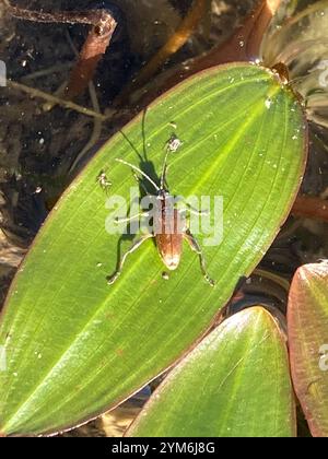 Girdle-horned Pond Lily Leaf Beetle (Donacia cincticornis Stock Photo ...
