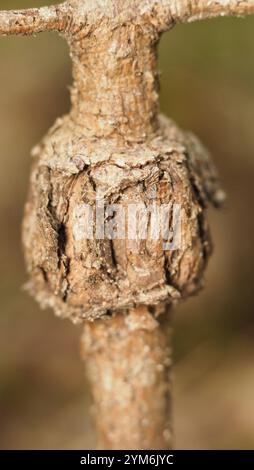 Pine-oak gall rust (Cronartium quercuum Stock Photo - Alamy