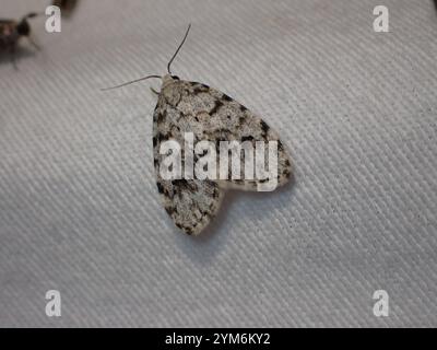 Little Shaded Lichen Moth (Clemensia umbrata), Insecta, Thunder Bay ...
