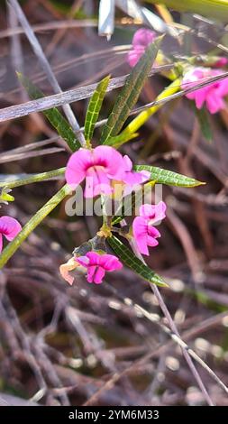 Heathy Mirbelia (Mirbelia rubiifolia Stock Photo - Alamy