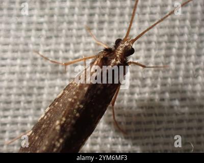 Tube Maker Caddisflies (Polycentropodidae Stock Photo - Alamy