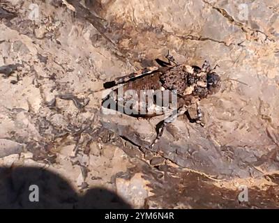 Robust Toad Lubber (Phrynotettix robustus), Insecta, Lemitar, NM, US ...