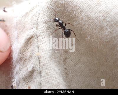 Neogagates-group Field Ants (Formica neogagates Stock Photo - Alamy
