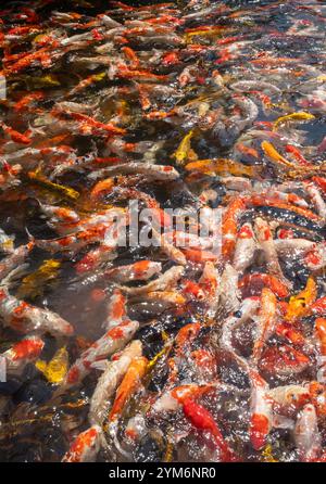 Fish in pond at Sunworld Resort Hon Thom on Phu Quoc Island in Vietnam ...
