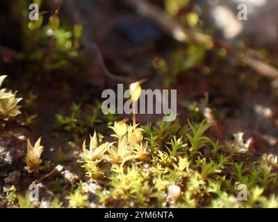 Common Pottia (Tortula truncata Stock Photo - Alamy