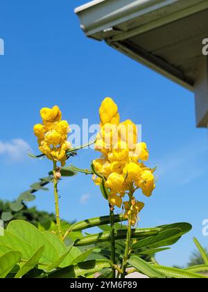 Dilemma Orchid Bee (Euglossa dilemma Stock Photo - Alamy