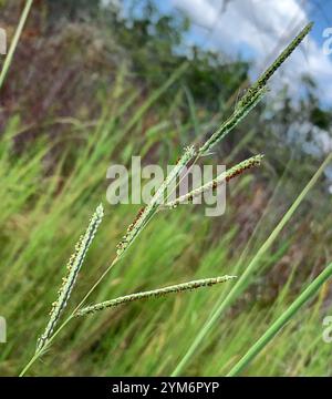 Vasey Grass (Paspalum urvillei Stock Photo - Alamy