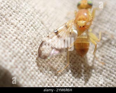 Rose Hip Fly (Rhagoletis basiola Stock Photo - Alamy