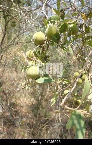 Transvaal Bluebush (Diospyros lycioides guerkei Stock Photo - Alamy