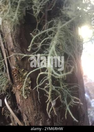 Bristly Beard Lichen (Usnea hirta Stock Photo - Alamy