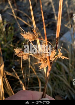 saltmarsh bulrush (Bolboschoenus maritimus paludosus Stock Photo - Alamy