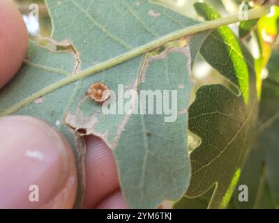 Disc Gall Wasp (Feron parmula Stock Photo - Alamy