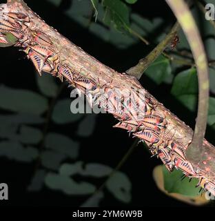 Thorn Treehopper (Umbonia crassicornis Stock Photo - Alamy