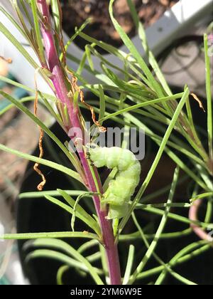 Plusiine Looper Moths (Plusiinae Stock Photo - Alamy