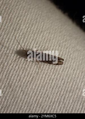 Tube Maker Caddisflies (Polycentropodidae Stock Photo - Alamy