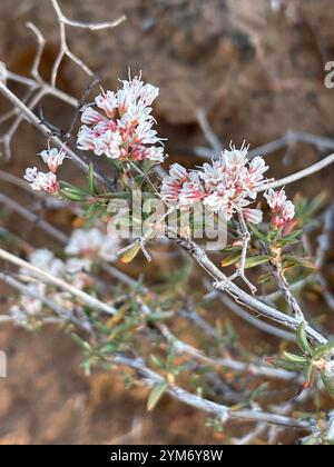 Slender Buckwheat (Eriogonum microtheca Stock Photo - Alamy