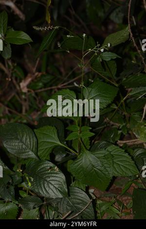 (Adenostemma lavenia lavenia Stock Photo - Alamy