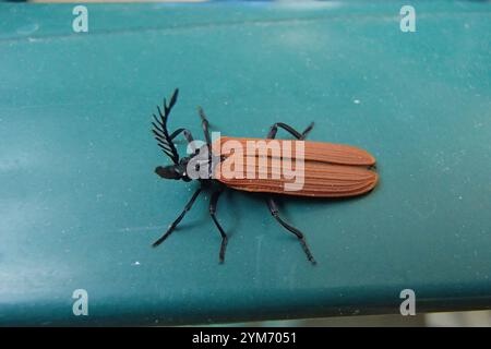 Long-nosed Lycid Beetle (Porrostoma rhipidium Stock Photo - Alamy