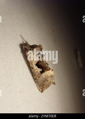 Large Looper Moth (Autographa ampla Stock Photo - Alamy