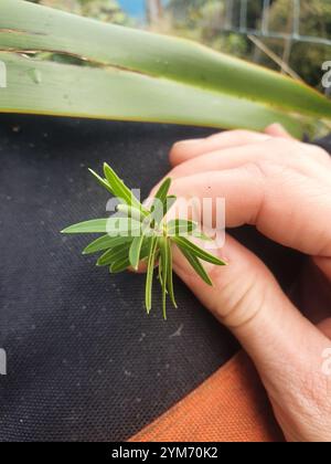 Tree Hebe (Veronica parviflora Stock Photo - Alamy