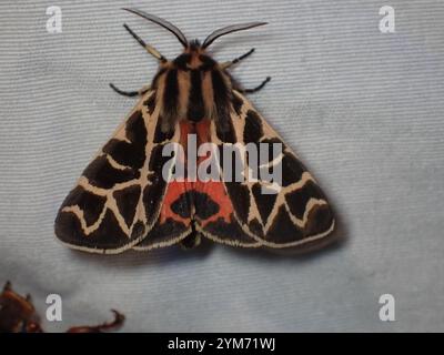 Nevada Tiger Moth (Apantesis nevadensis Stock Photo - Alamy