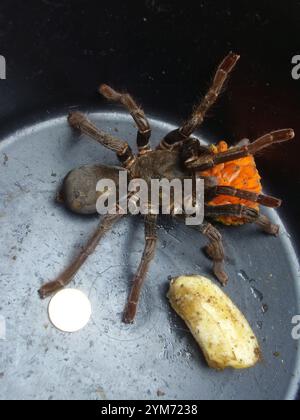 São Tomé Giant Baboon Spider (Hysterocrates scepticus Stock Photo - Alamy