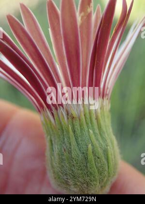 Butter Gerbera (Gerbera ambigua Stock Photo - Alamy