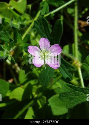 Solander's geranium (Geranium solanderi Stock Photo - Alamy