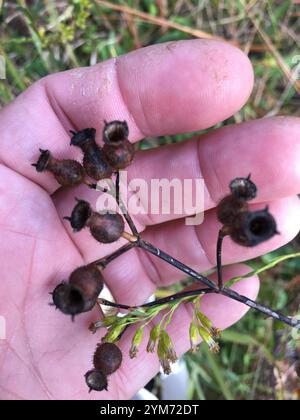 Savannah meadowbeauty (Rhexia alifanus Stock Photo - Alamy