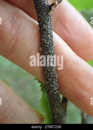 Alaska Paper Birch (Betula neoalaskana Stock Photo - Alamy