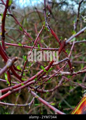 Makaka (Plagianthus divaricatus Stock Photo - Alamy