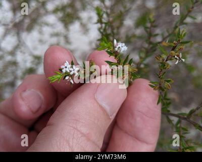 Bearded Heath (Styphelia ericoides Stock Photo - Alamy