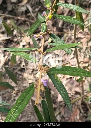 Purple Bush Pea (Hovea acutifolia Stock Photo - Alamy