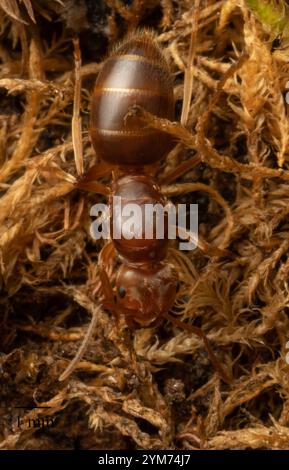 Less Shady Fuzzy Ant (Lasius subumbratus Stock Photo - Alamy