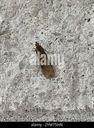 Lucerne Moth (Nomophila nearctica Stock Photo - Alamy