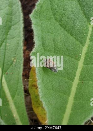 Case Moths (Clania Stock Photo - Alamy