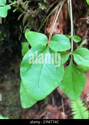 Scouler's Valerian (Valeriana sitchensis scouleri) Plantae Stock Photo ...