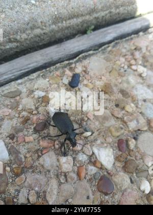 Black Caterpillar Hunter (Calosoma sayi Stock Photo - Alamy