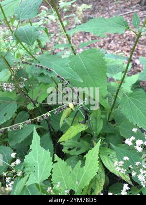 virginia stickseed (Hackelia virginiana Stock Photo - Alamy