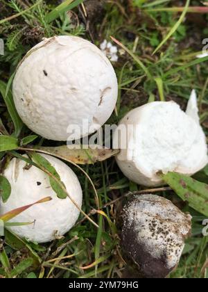 Lead-grey Puffball (Bovista plumbea Stock Photo - Alamy