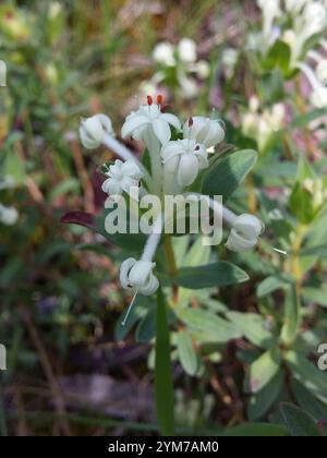 Common Rice-flower (Pimelea humilis Stock Photo - Alamy