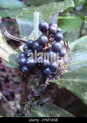 marble berry (Pollia condensata Stock Photo - Alamy