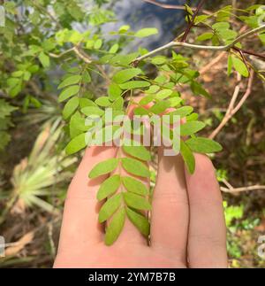 Water locust (Gleditsia aquatica Stock Photo - Alamy