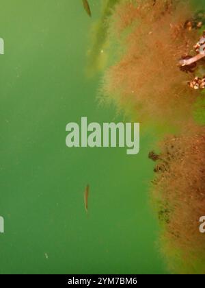 Shiner Surfperch (Cymatogaster aggregata Stock Photo - Alamy