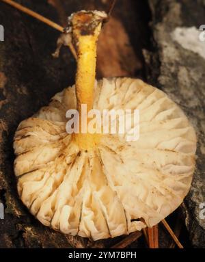 Golden-scruffy Collybia (Cyptotrama asprata), Fungi, Moturoa, New ...