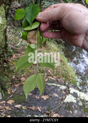 Grey Myrtle (Backhousia myrtifolia Stock Photo - Alamy
